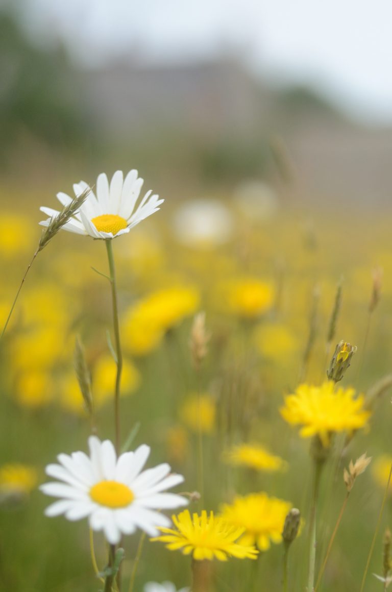 daisies-and-hawkbit-goren-farm_36092403865_o - Blackdown Hills National ...